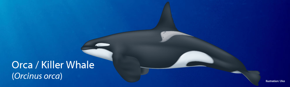 Whales in Monterey Bay, CA | Sanctuary Cruises